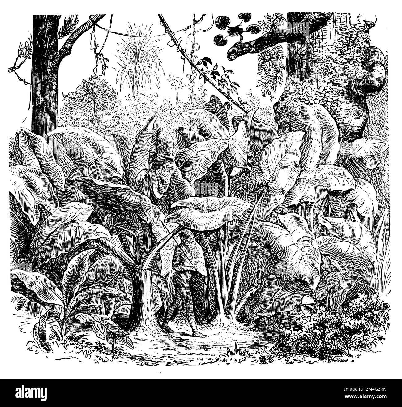 Taro, Taro planting in the Sandwich Islands, Colocasia esculenta ...