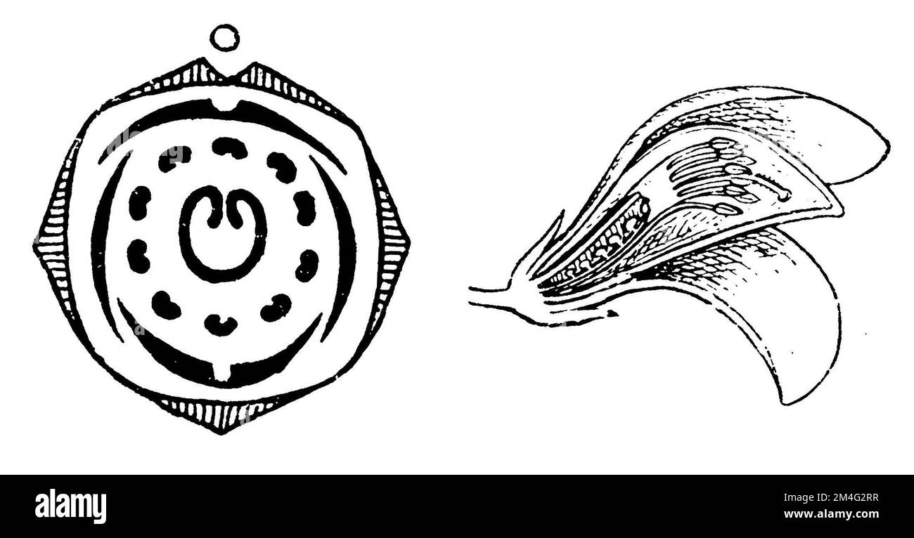 common laburnum, golden chain or golden rainFlower and flower diagram ...
