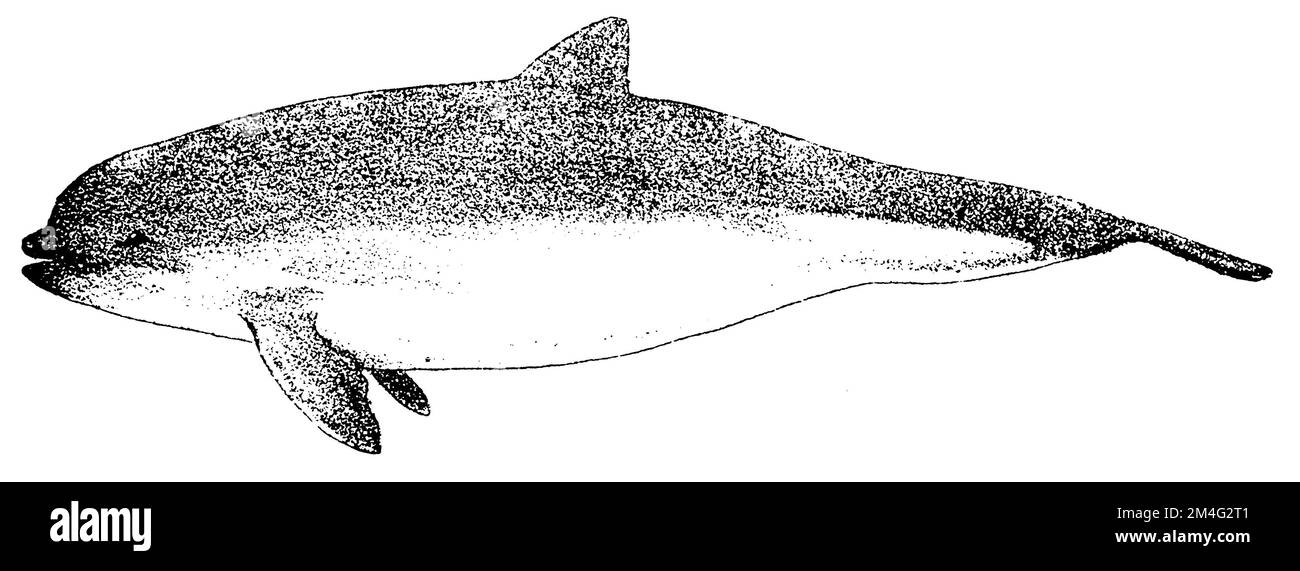 Harbour porpoise, Phocoena phocoena, (zoology book, 1909), Gewöhnlicher ...