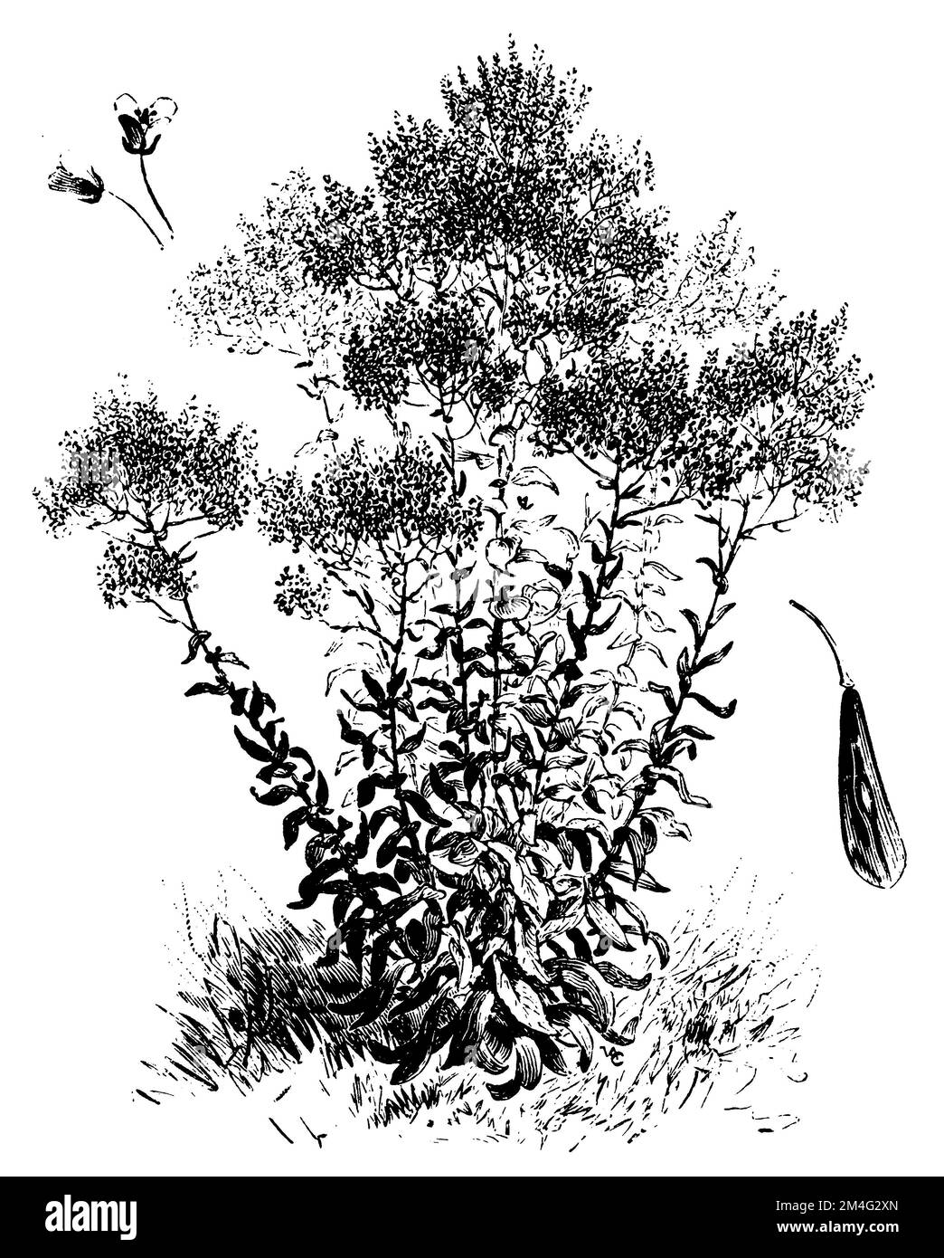 Asp of jerusalem Black and White Stock Photos & Images - Alamy