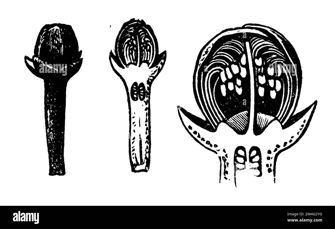 Whole right part hi-res stock photography and images - Alamy