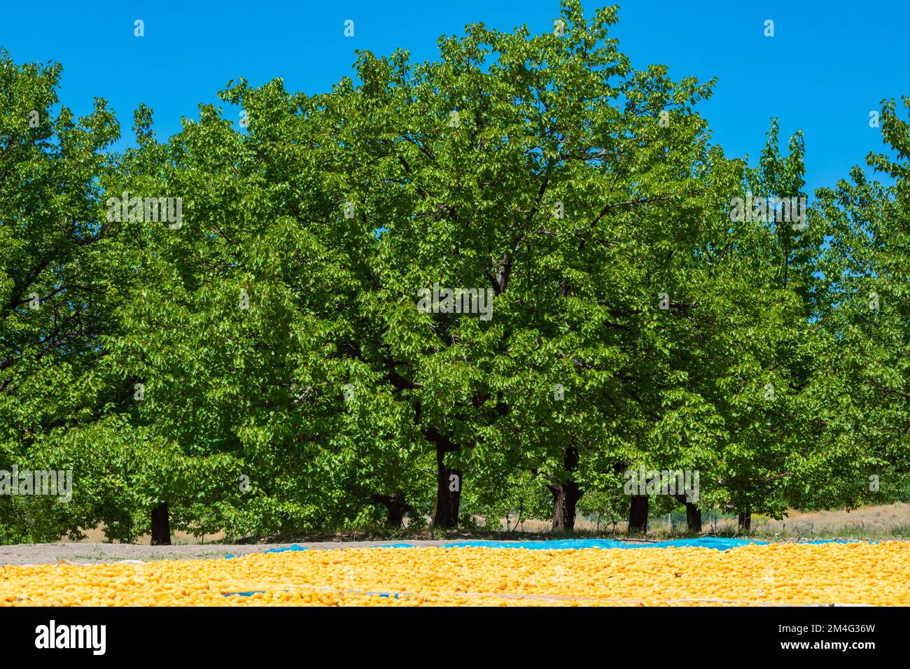 Apricot trees and drying apricots on the ground. Apricot orchard in ...