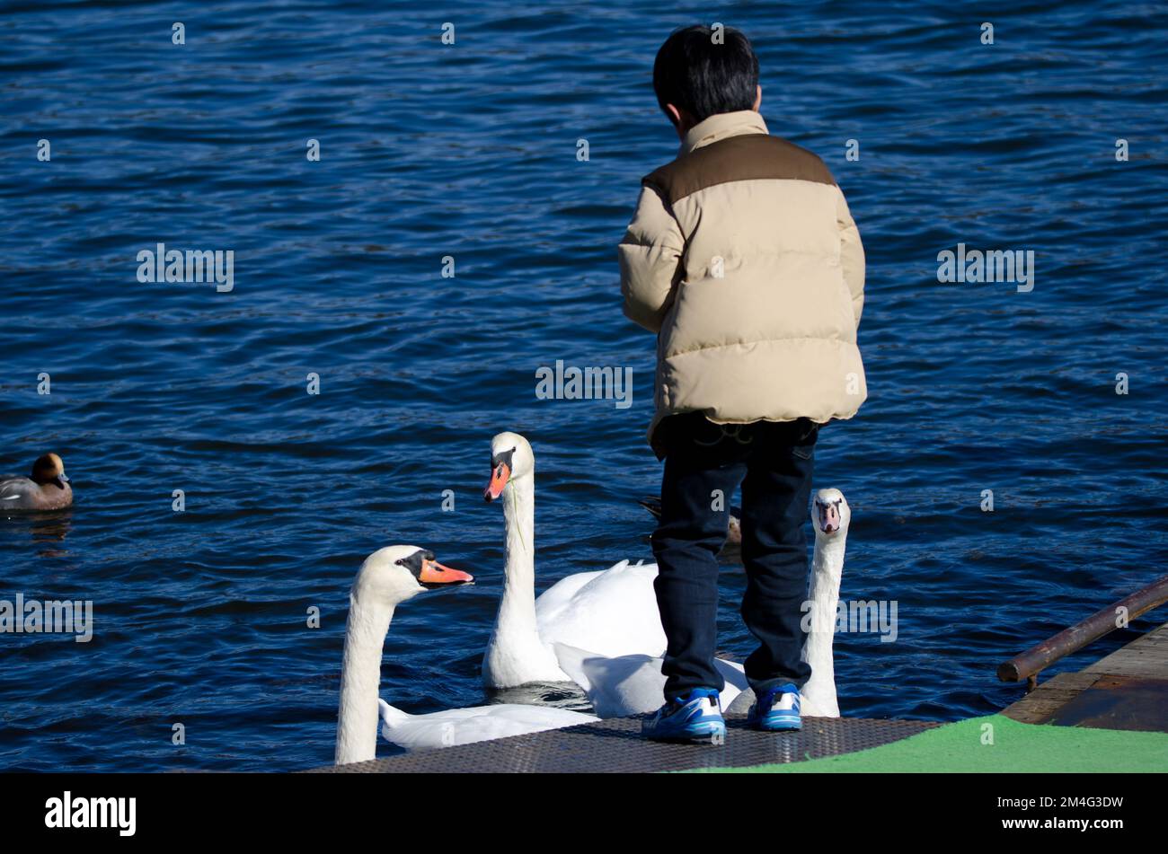 Japanese boy feeding mute swans Cygnus olor. Lake Yamanako. Yamanakako ...