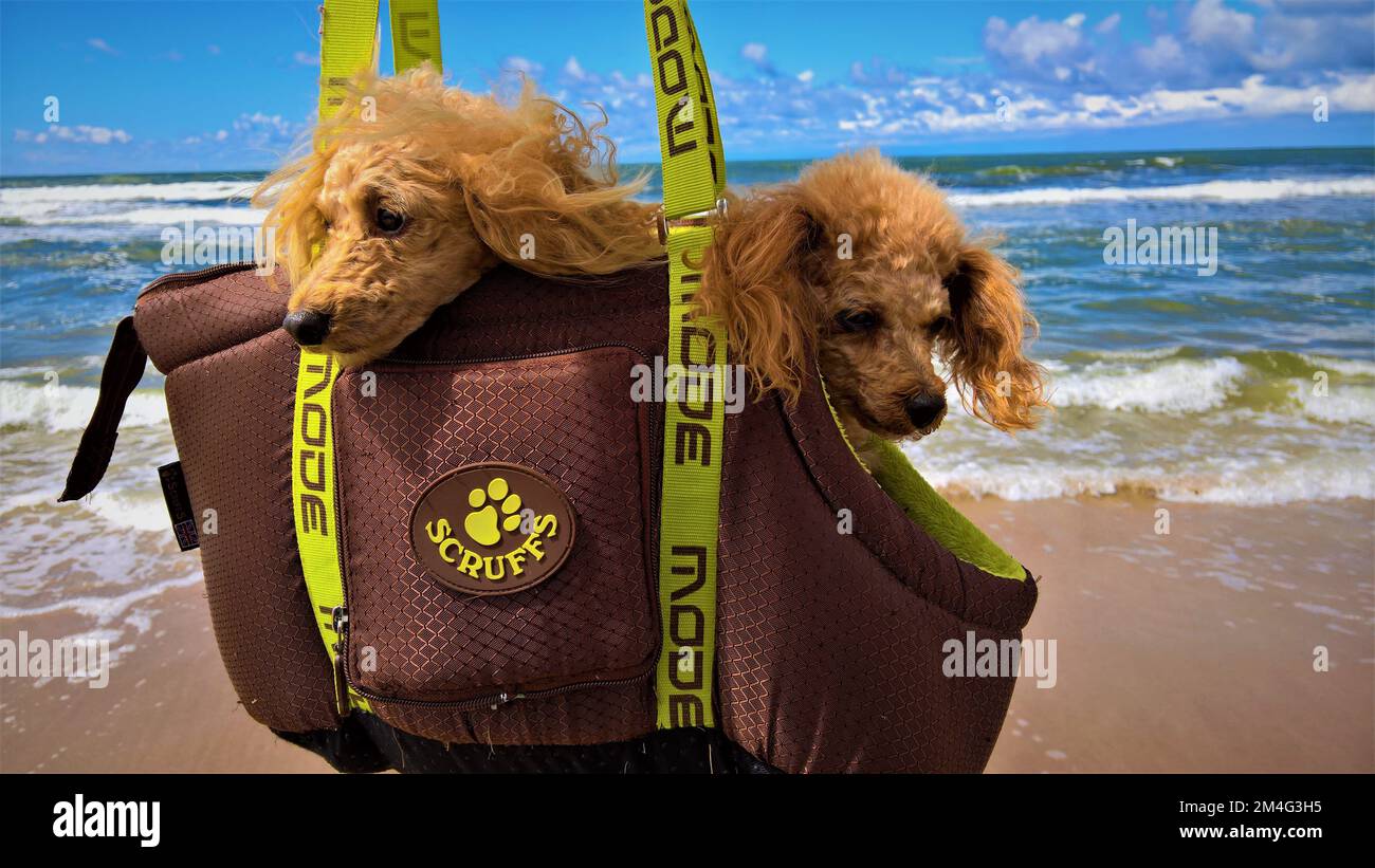 Two dogs. Apricot color toy poodles in a carry bag Stock Photo - Alamy
