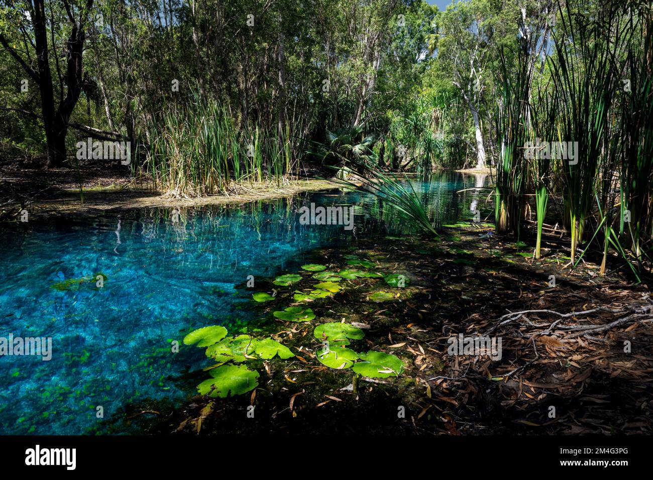 Crystal clear water at Bitter Springs in Elsey National Park Stock ...