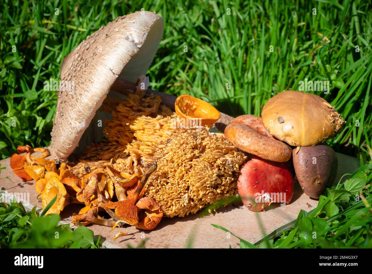 Assortment of a variety of species of wild mushrooms foraged in the ...