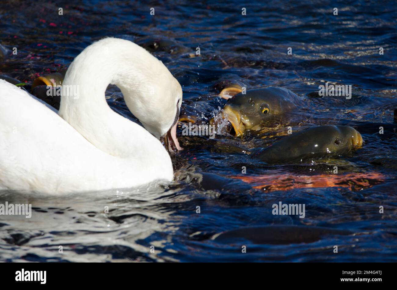 Mute swan Cygnus olor and Eurasian carps Cyprinus carpio feeding. Lake ...