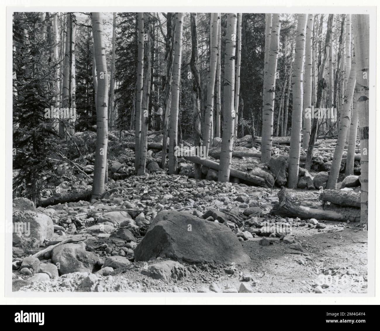 Flood Effects - Colorado. Photographs Relating to National Forests ...