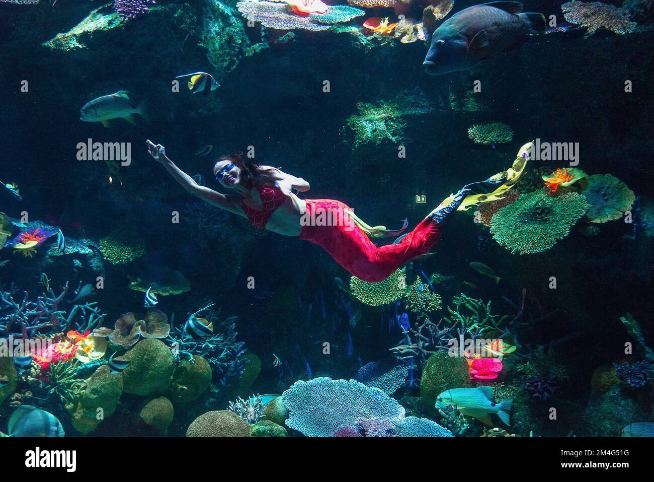 A diver dressed in a Mermaid outfit dives at the Sea Life aquarium to ...