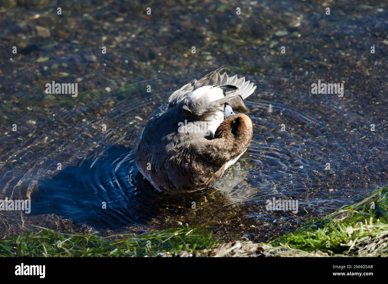 Male Eurasian wigeon Mareca penelope preening. Lake Yamanako ...