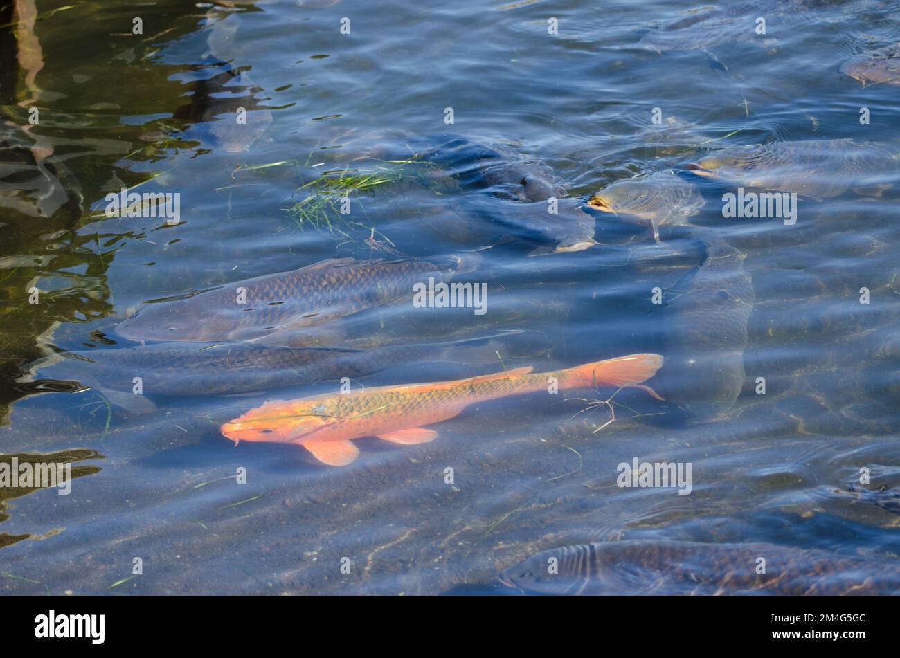 Eurasian carps Cyprinus carpio. Lake Yamanako. Yamanakako. Yamanashi ...