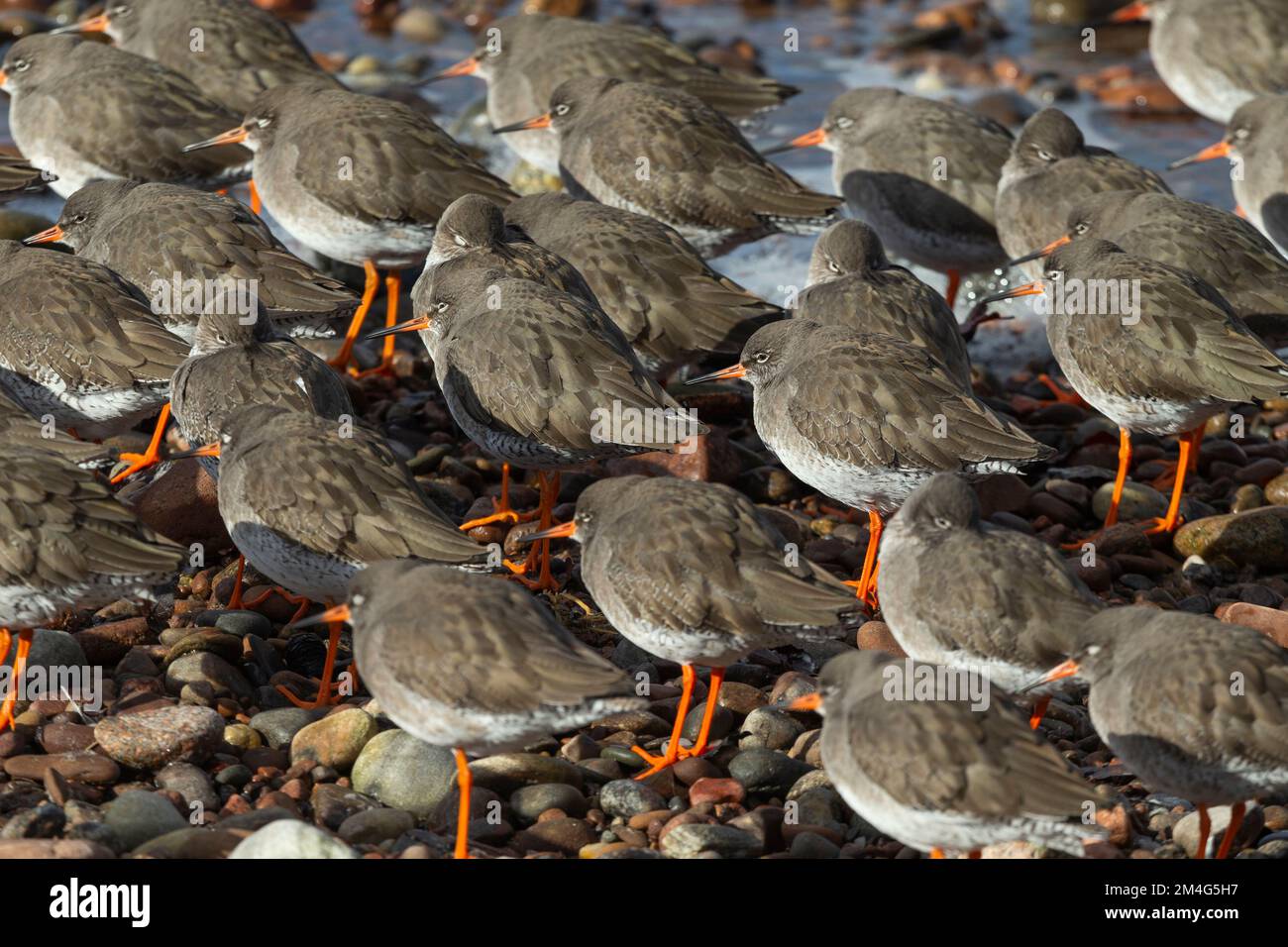 Common redshank Tringa totanus, flock roosting along shoreline, Nairn ...