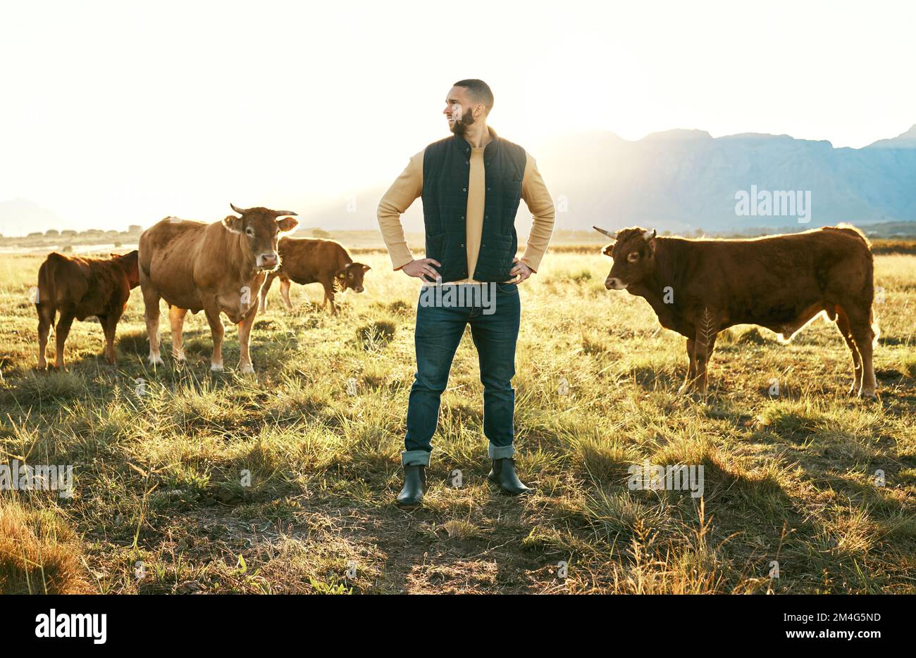 Cow, farm countryside and man proud of sustainability, working and production growth outdoor ...