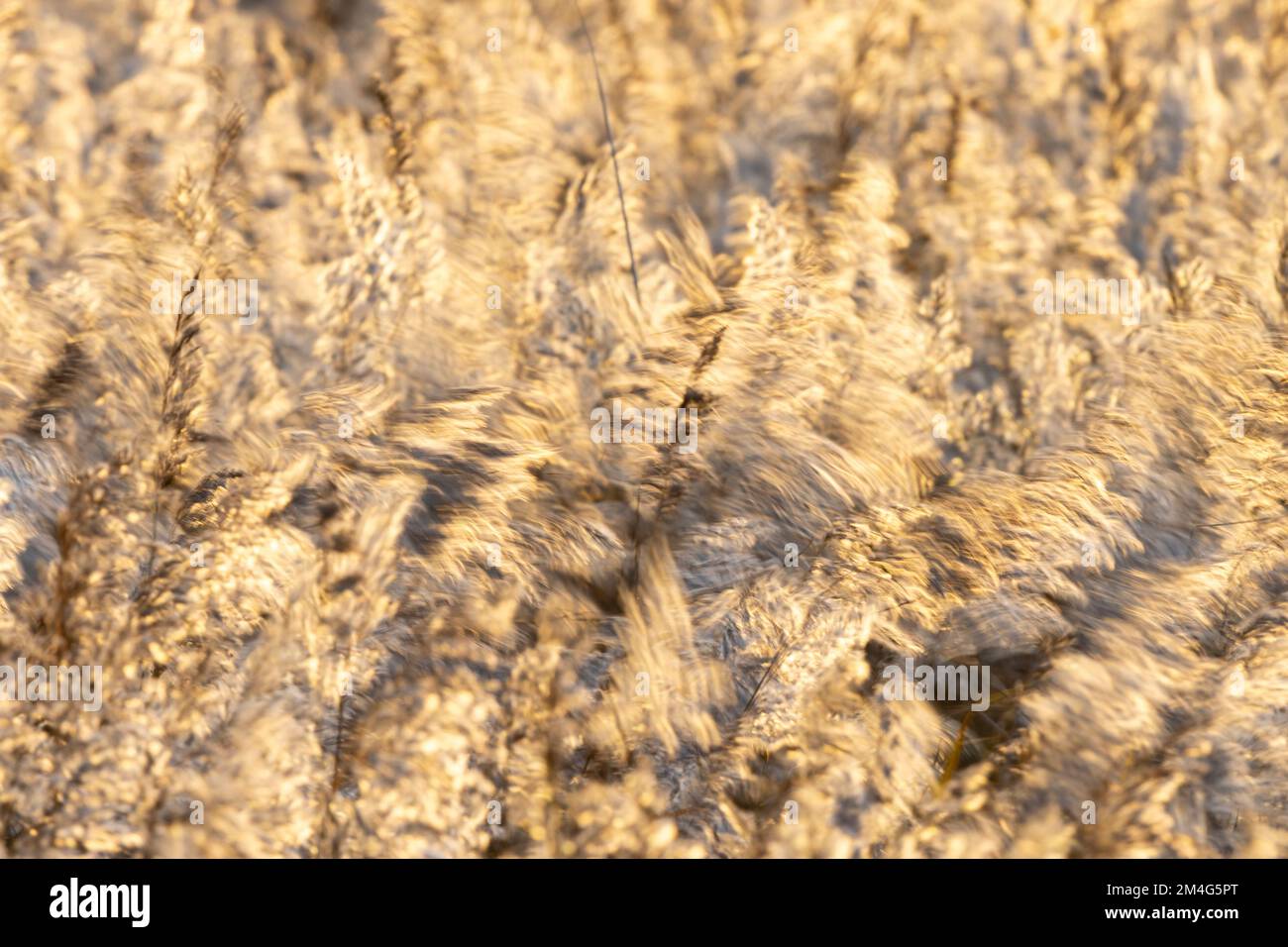 Reedbed norfolk october hi-res stock photography and images - Alamy