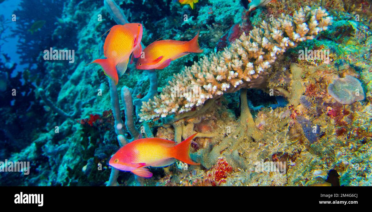 Coral Reef, Reef Building Coral, South Ari Atoll, Maldives, Indian ...