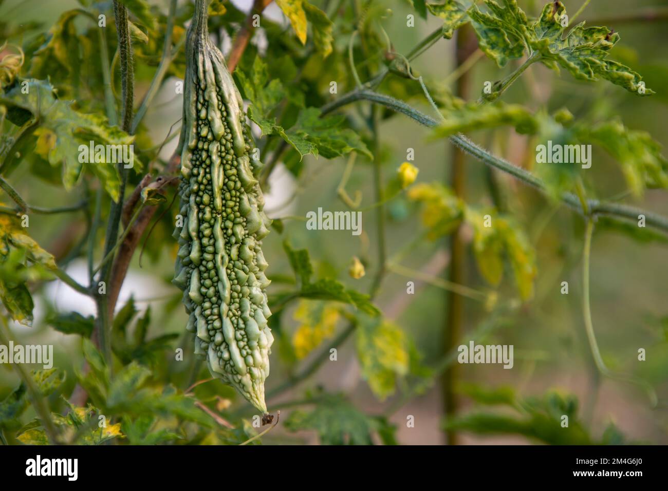 Karela Tree