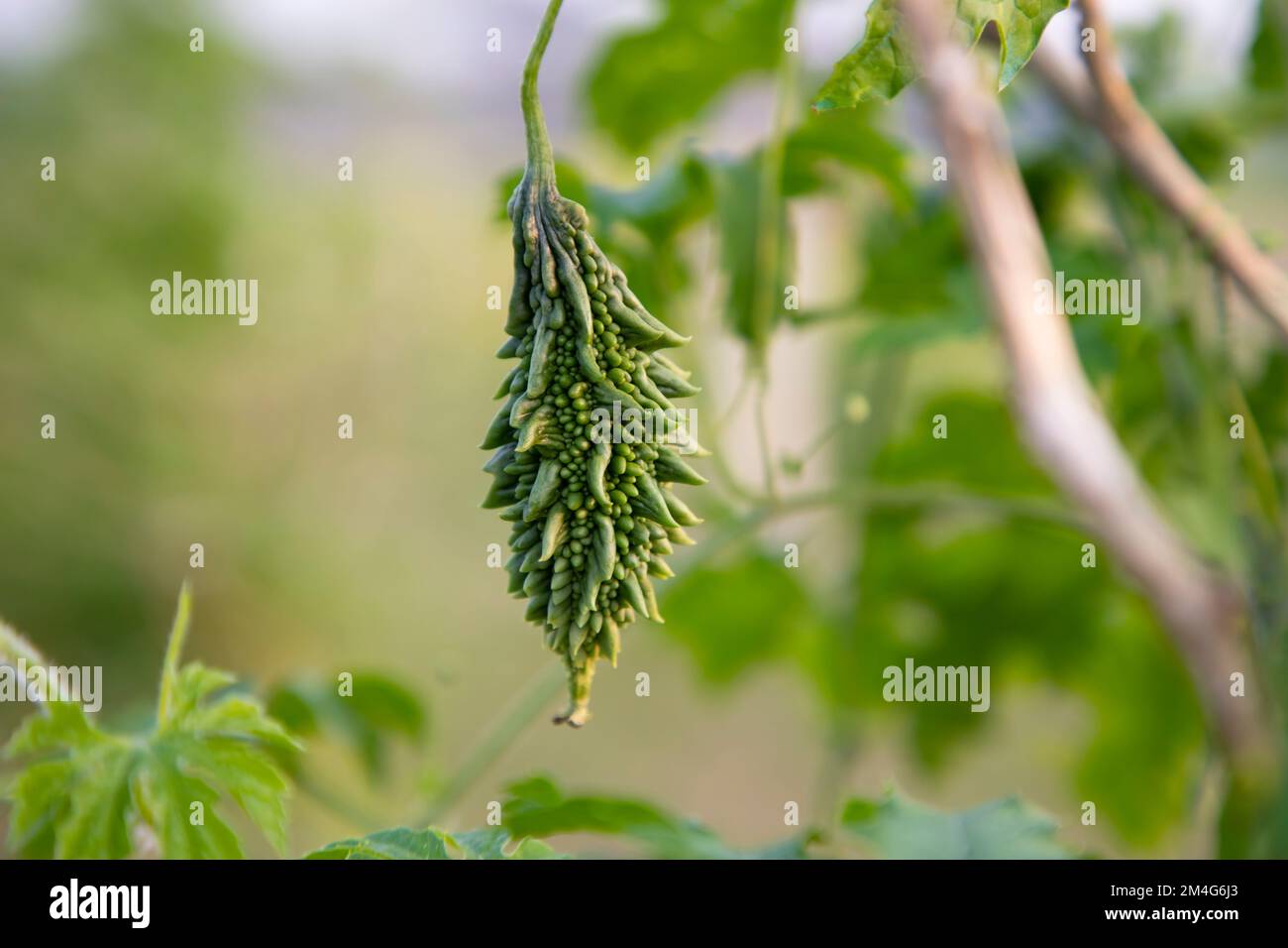Bitter Gourd or Corolla raw healthy vegetable hanging on the garden ...