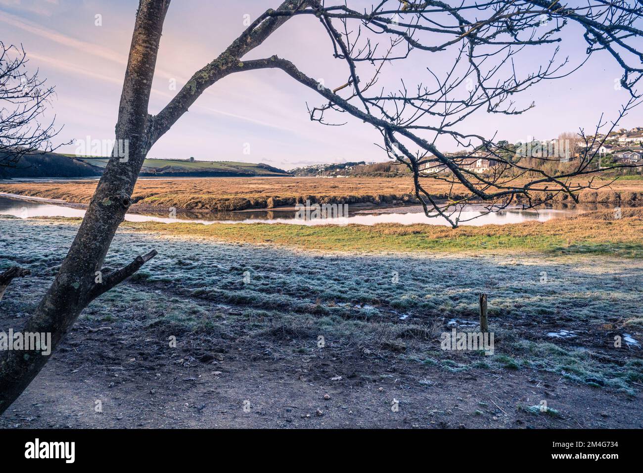 The twisted branches of a tree growing over the Penpol Path and frosty ...