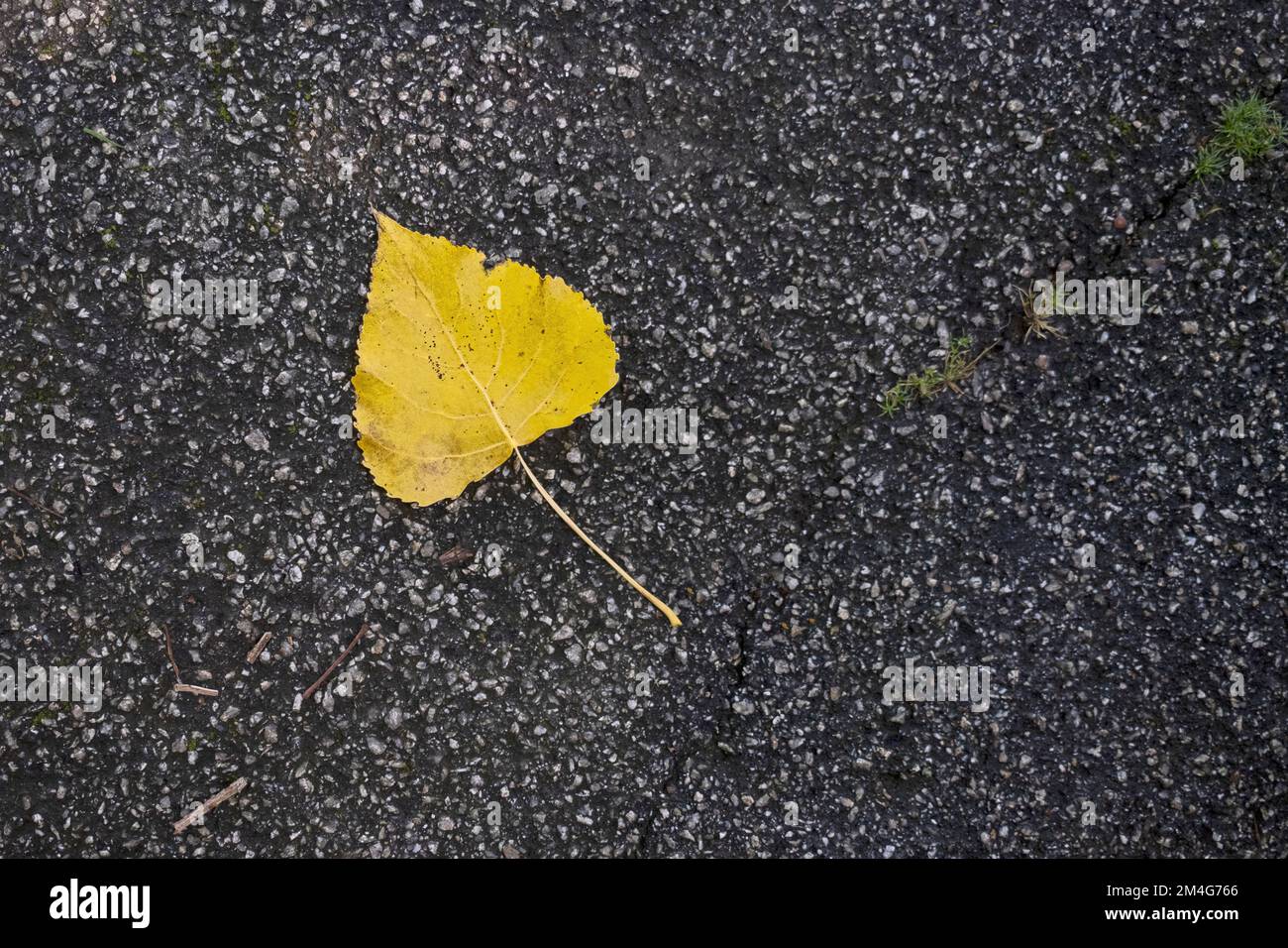 A single yellowing Silver Birch tree Betula pendula leaf lying on the ...