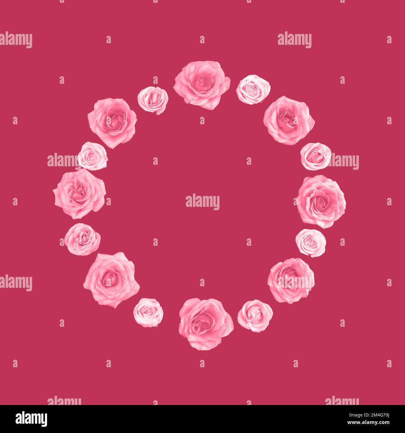 Beautiful pink tea roses wreath on trendy magenta color of year 2023 ...