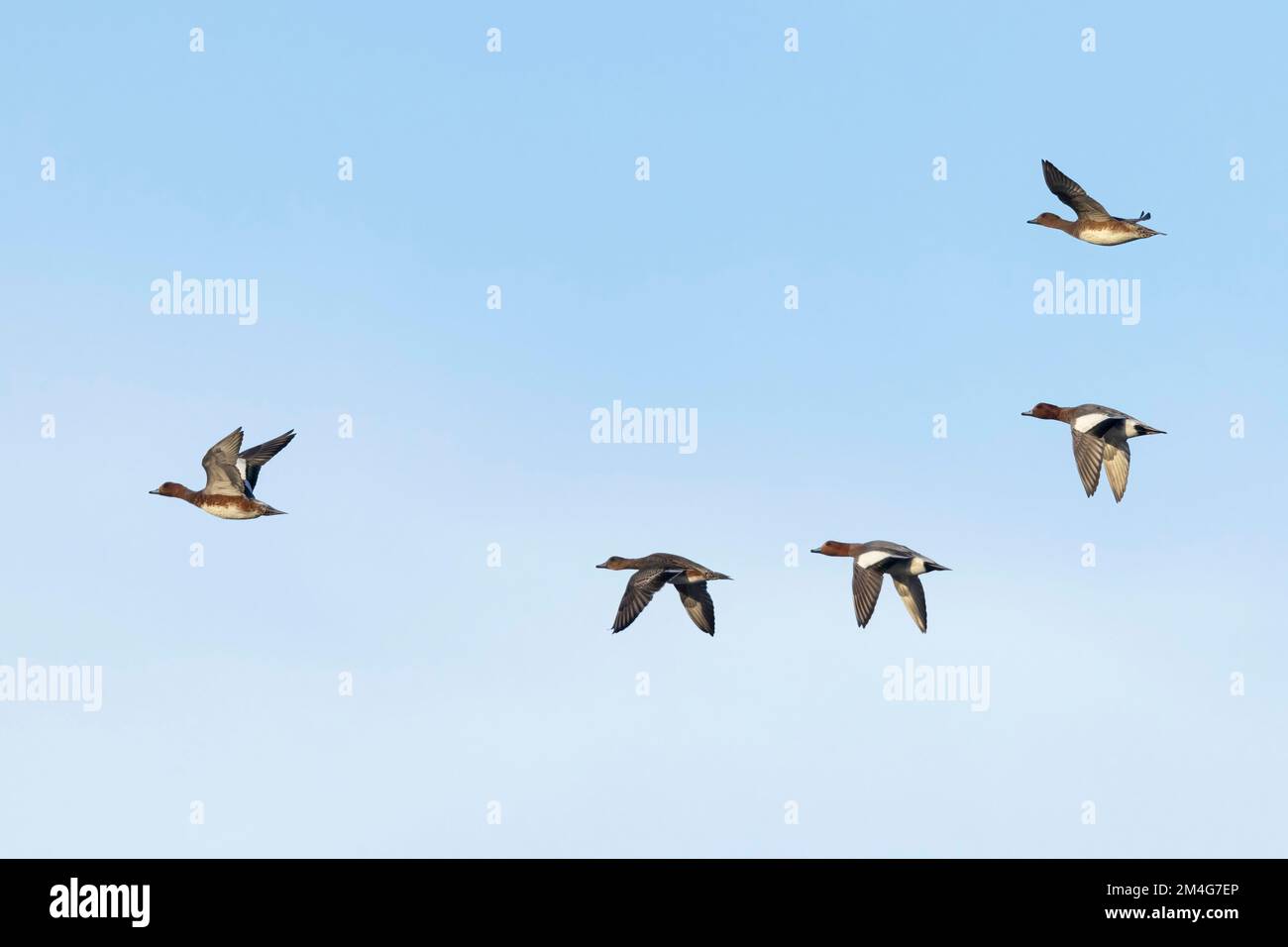 Eurasian wigeon Anas penelope, group in flight, Cley Marshes, Norfolk ...