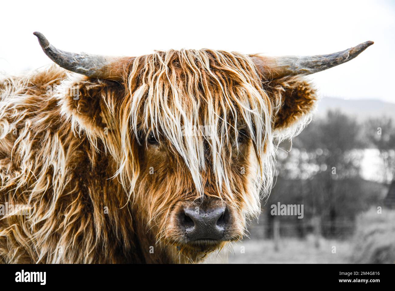 Gaelic cow hi-res stock photography and images - Alamy
