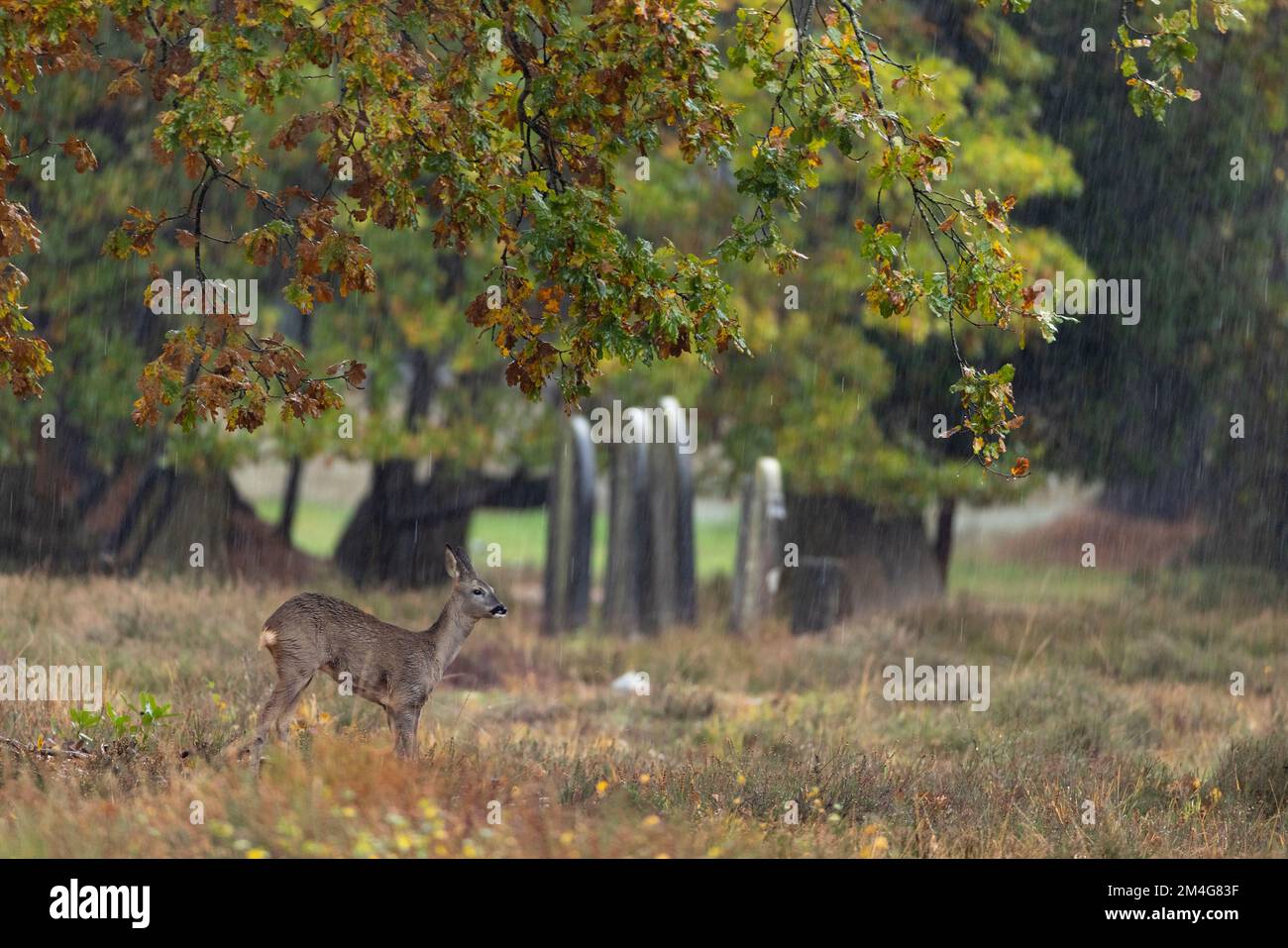 Capreolus caprelous hi-res stock photography and images - Alamy