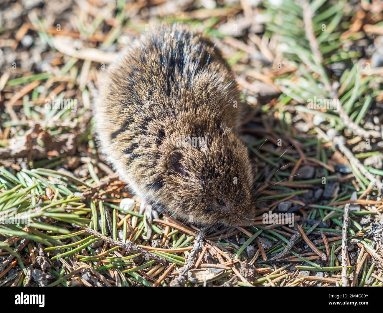 A closeup of a Common vole on the ground with a blurry background ...