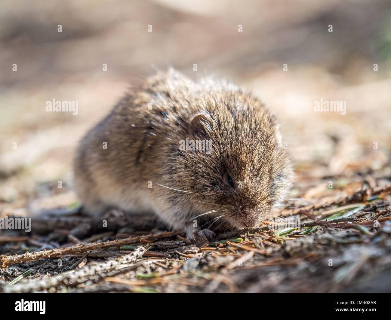 A closeup of a Common vole on the ground with a blurry background ...