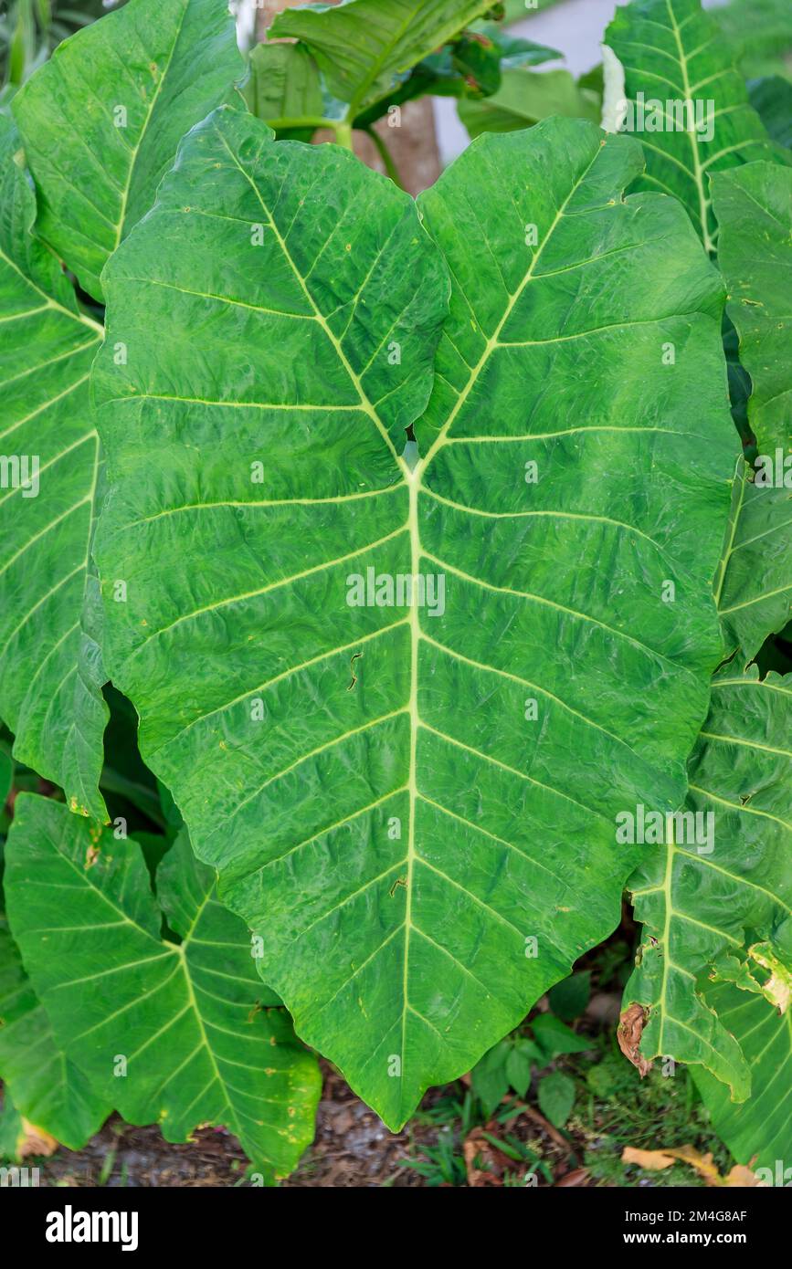 Destin, Florida- View of a caladium plant's leaf from above. Top view ...