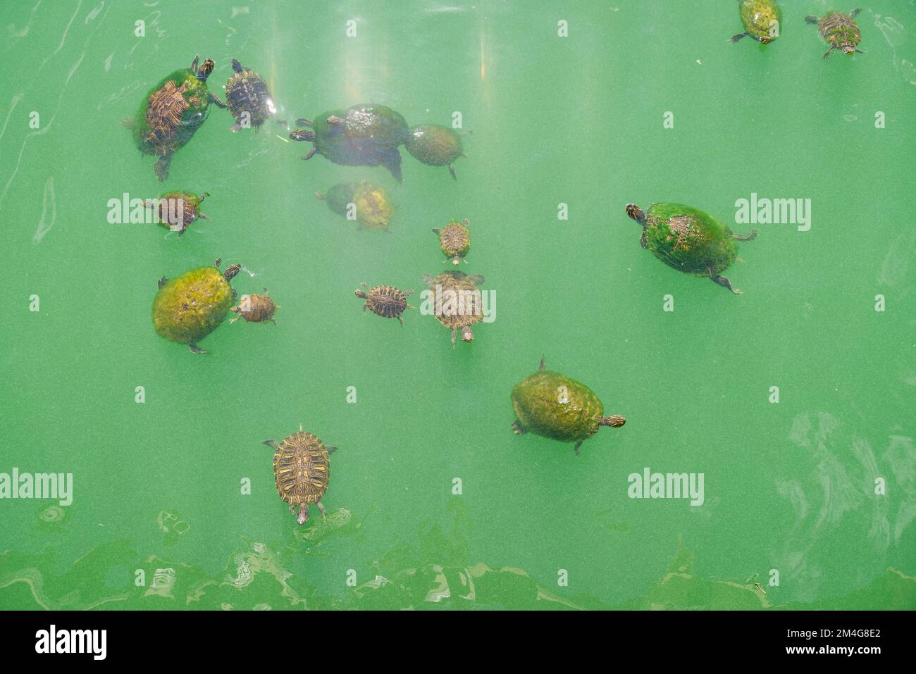 Top view of moss covered turtle shells in a brackish water of a lake in ...