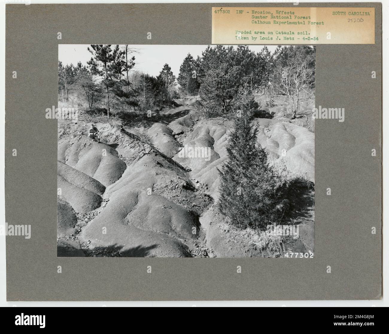 Erosion Effects - South Carolina. Photographs Relating to National ...