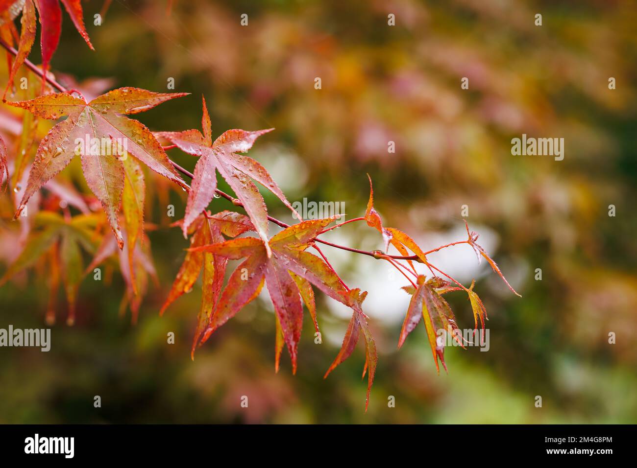 Japanese maple tree leaves after rain in autumn garden. Fall season ...