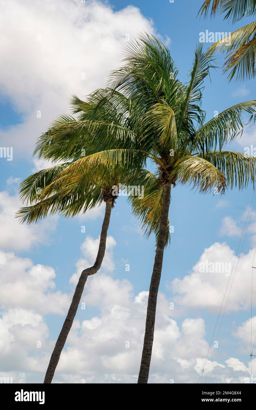 Low angle view of a two coconut trees under the fluffy clouds in the ...