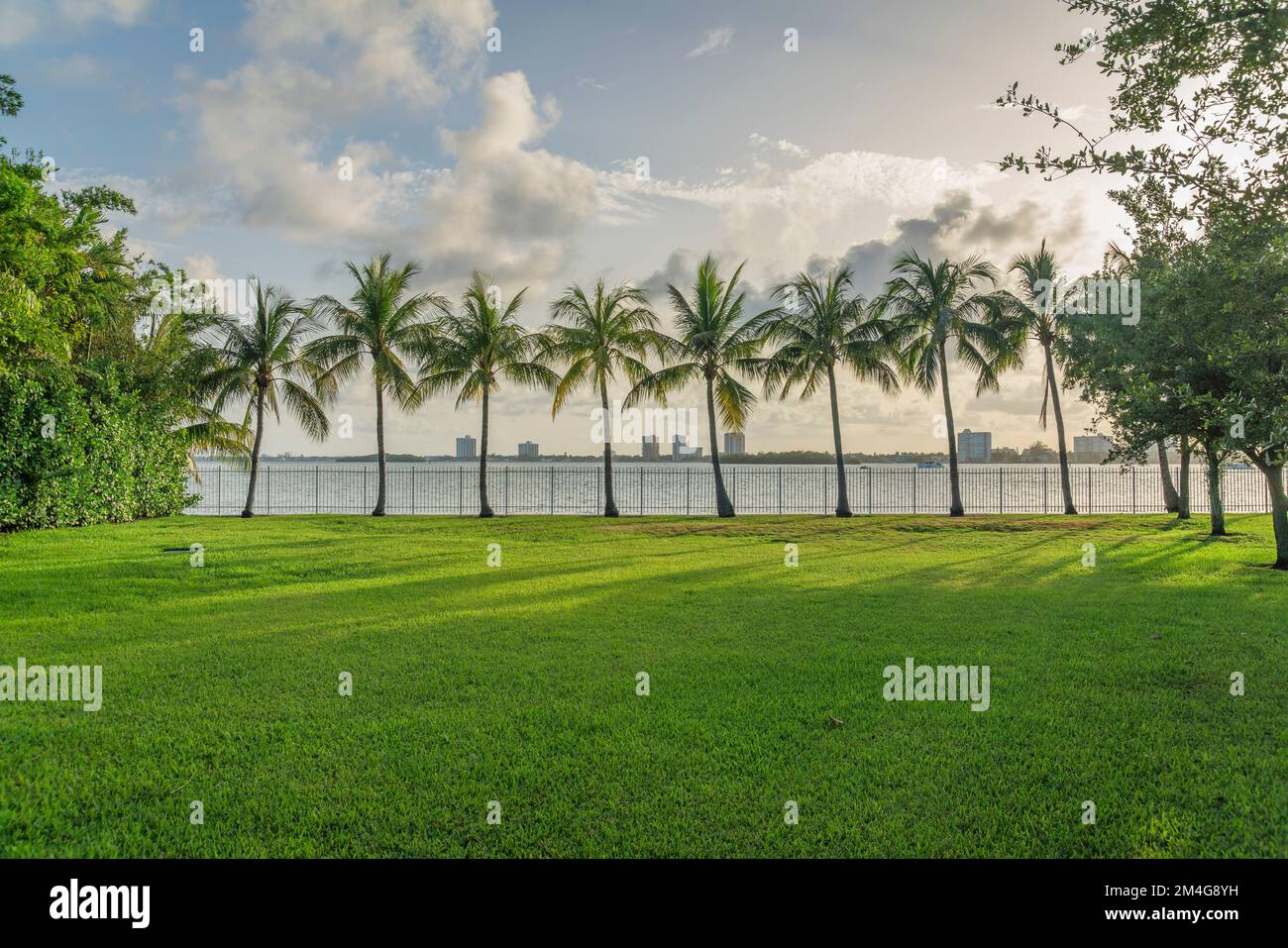 View of a coconut trees in a row against the sea and buildings across ...