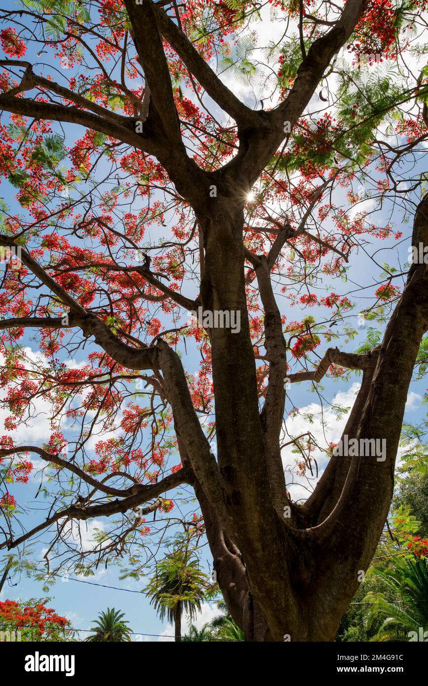 View of a flame tree under the sun from below outdoors in Miami ...