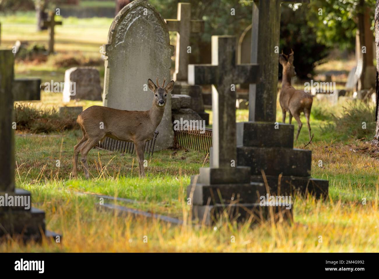 European roe deer Caprelous capreolus, juvenile stag in cemetery, UK ...