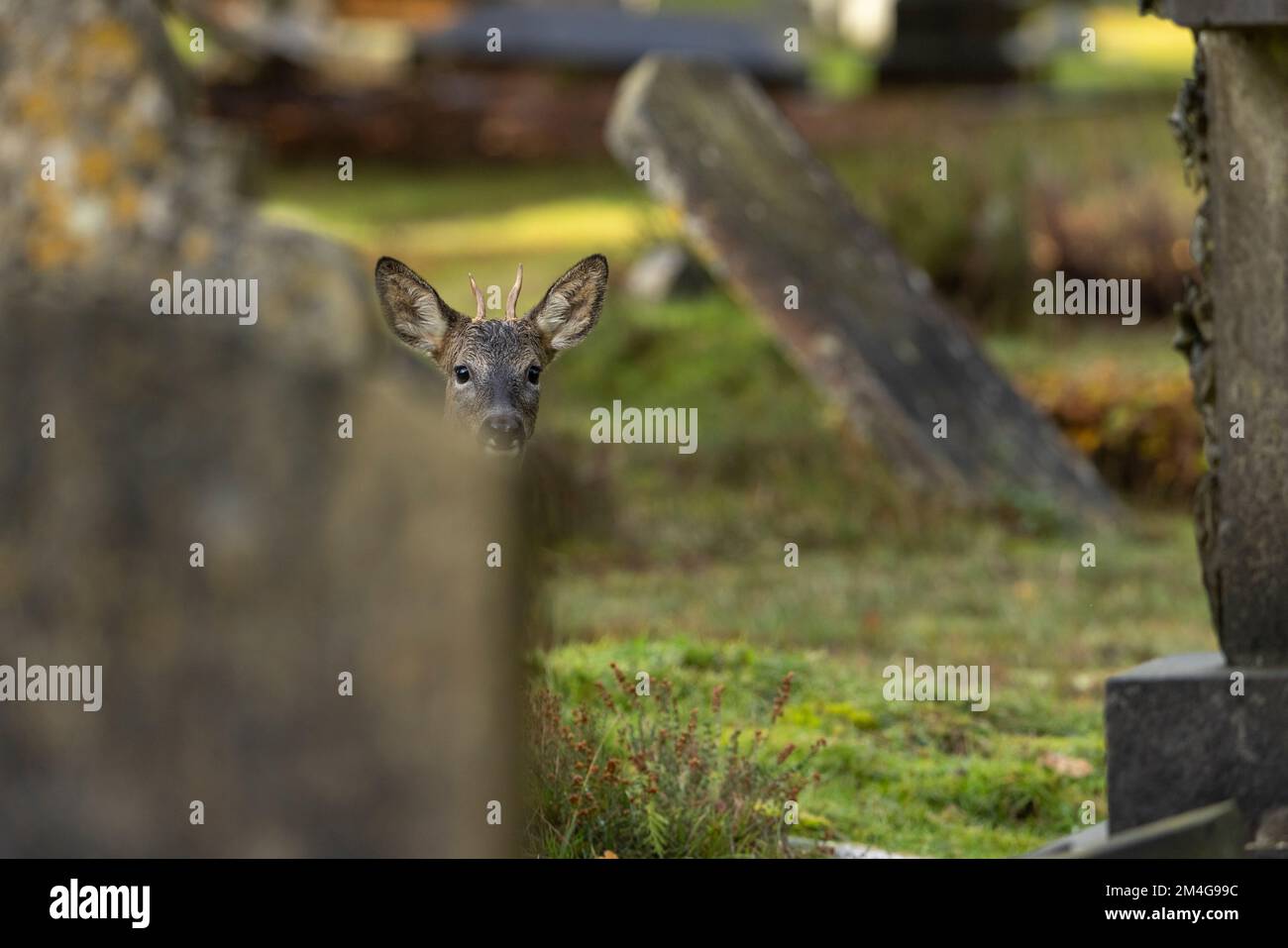 Capreolus caprelous hi-res stock photography and images - Alamy