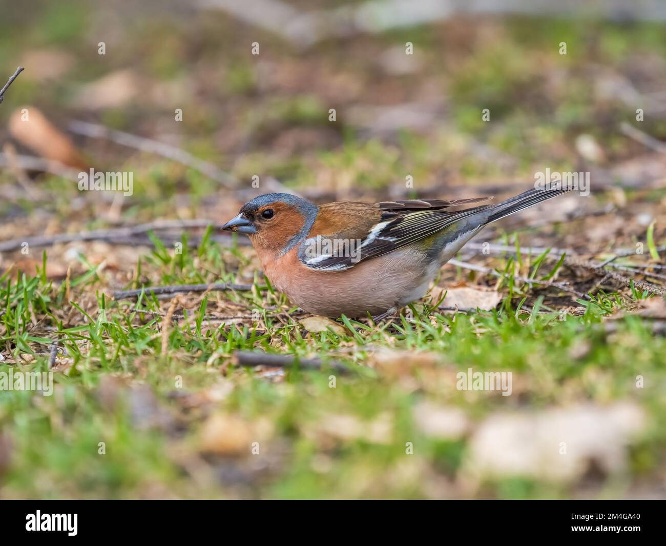 Common chaffinch sits on a green lawn in spring. Beautiful songbird ...