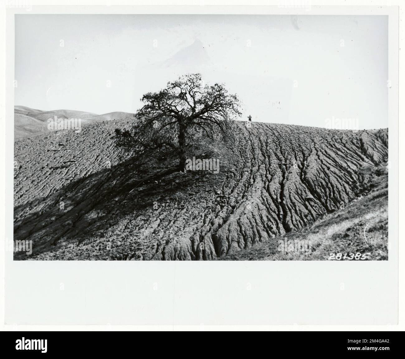 Erosion Effects - California. Photographs Relating to National Forests ... Erosion Effects - California. Photographs Relating to National Forests ...