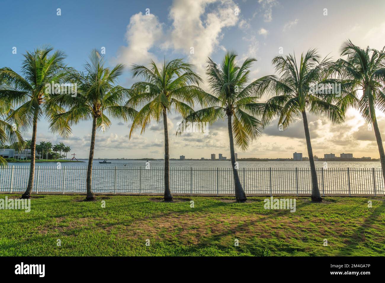 Row of coconut trees near the fence barrier against the oceanfront at ...