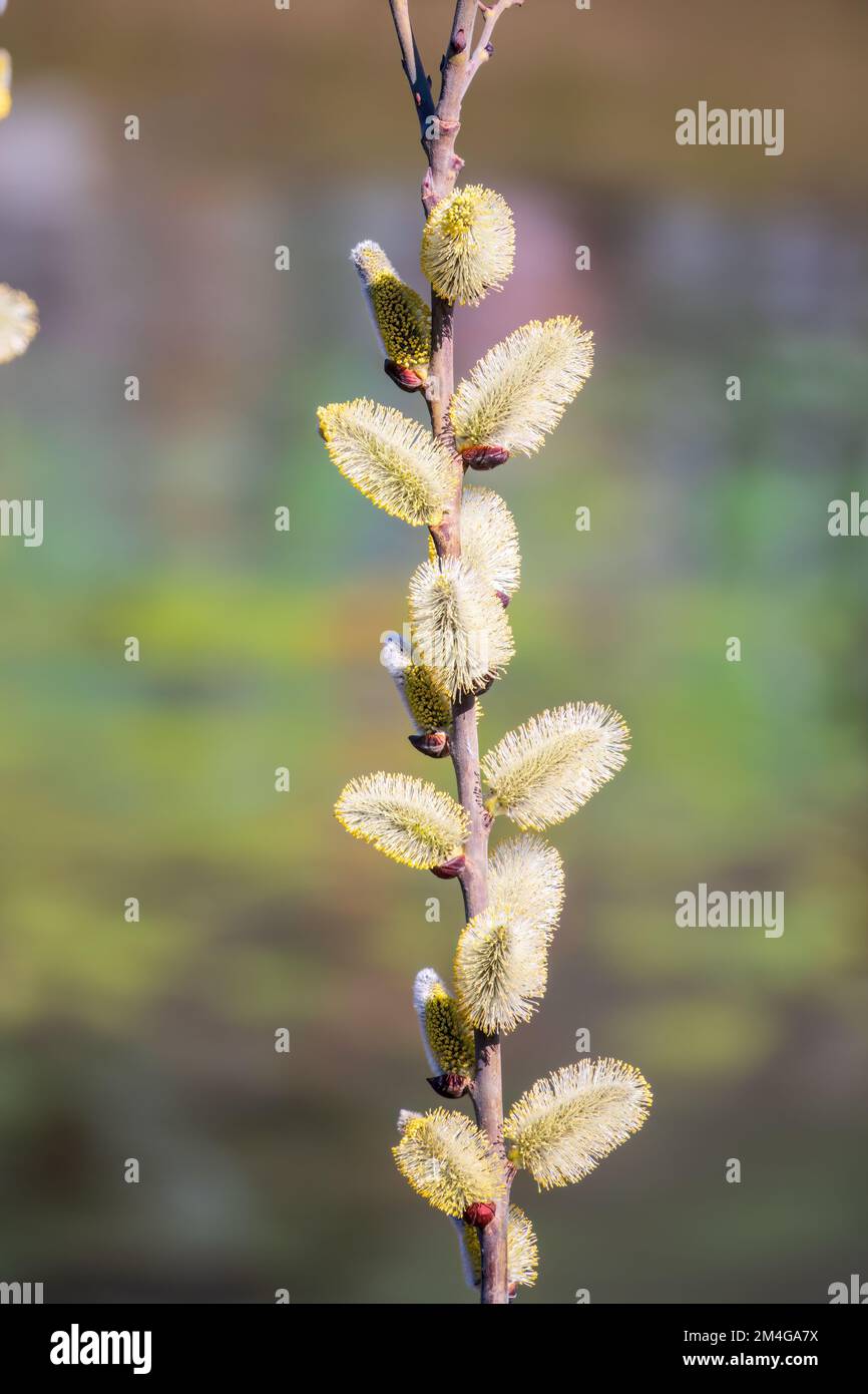 Nature awakes in spring. Blooming willow twigs and furry willow-catkins ...