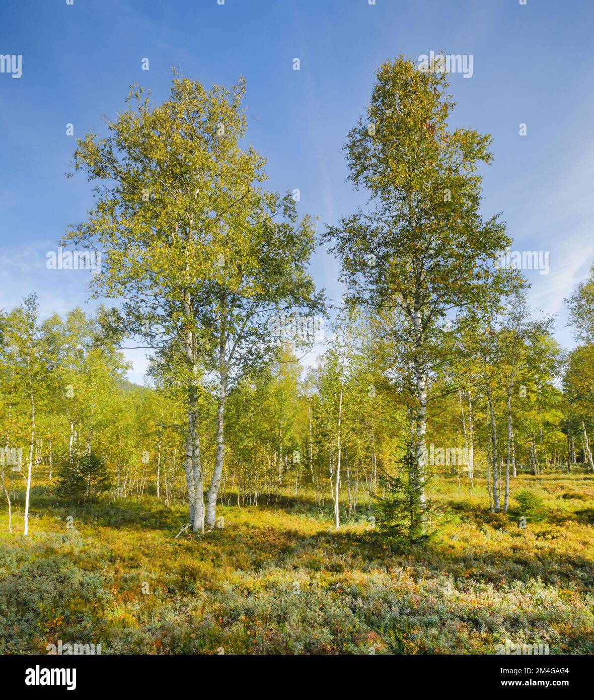 common birch, silver birch, European white birch, white birch (Betula ...