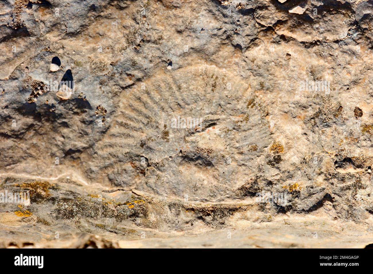 Wall fossils hi-res stock photography and images - Alamy