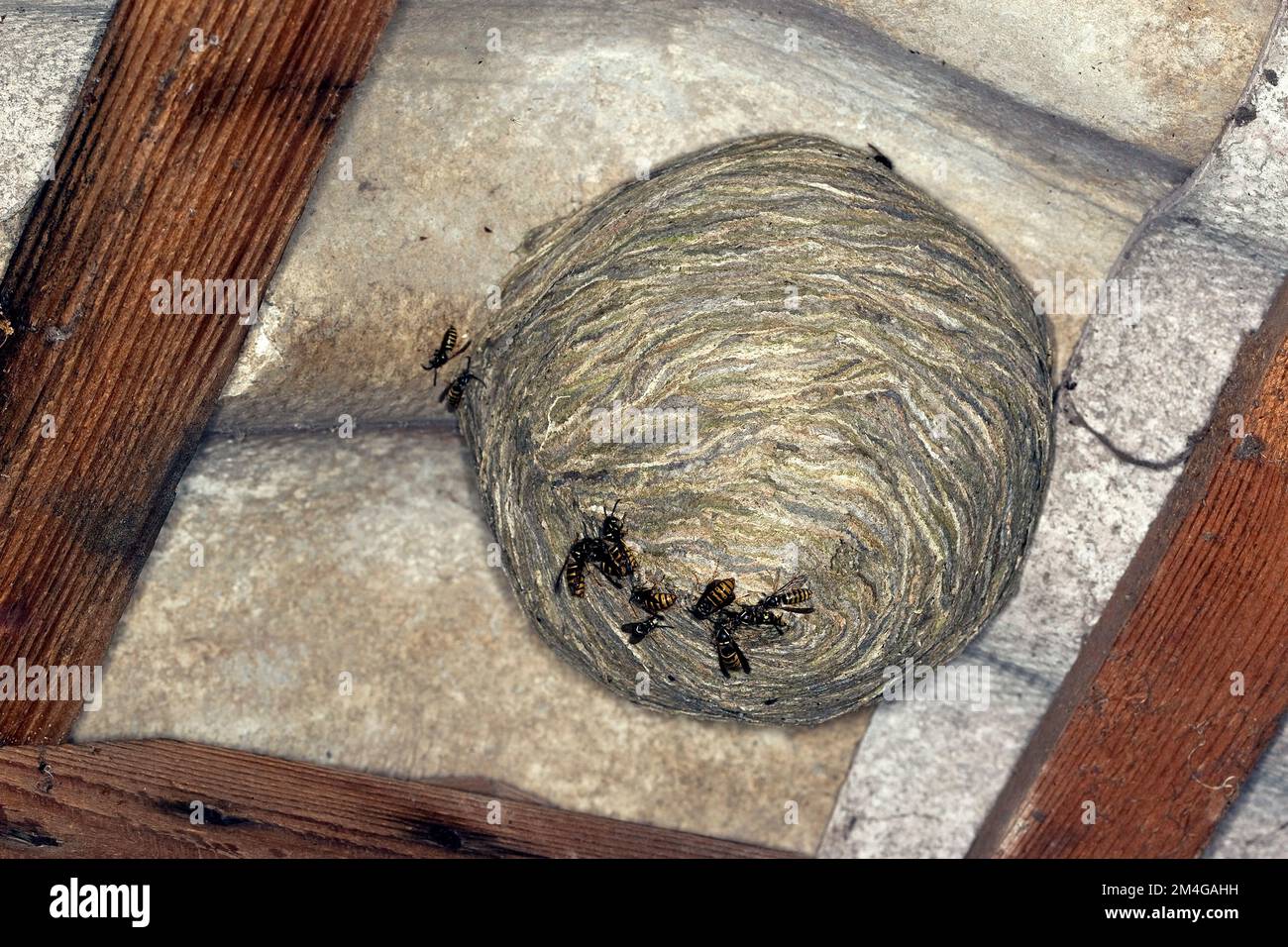 German wasp (Vespula germanica, Vespa germanica, Paravespula germanica ...