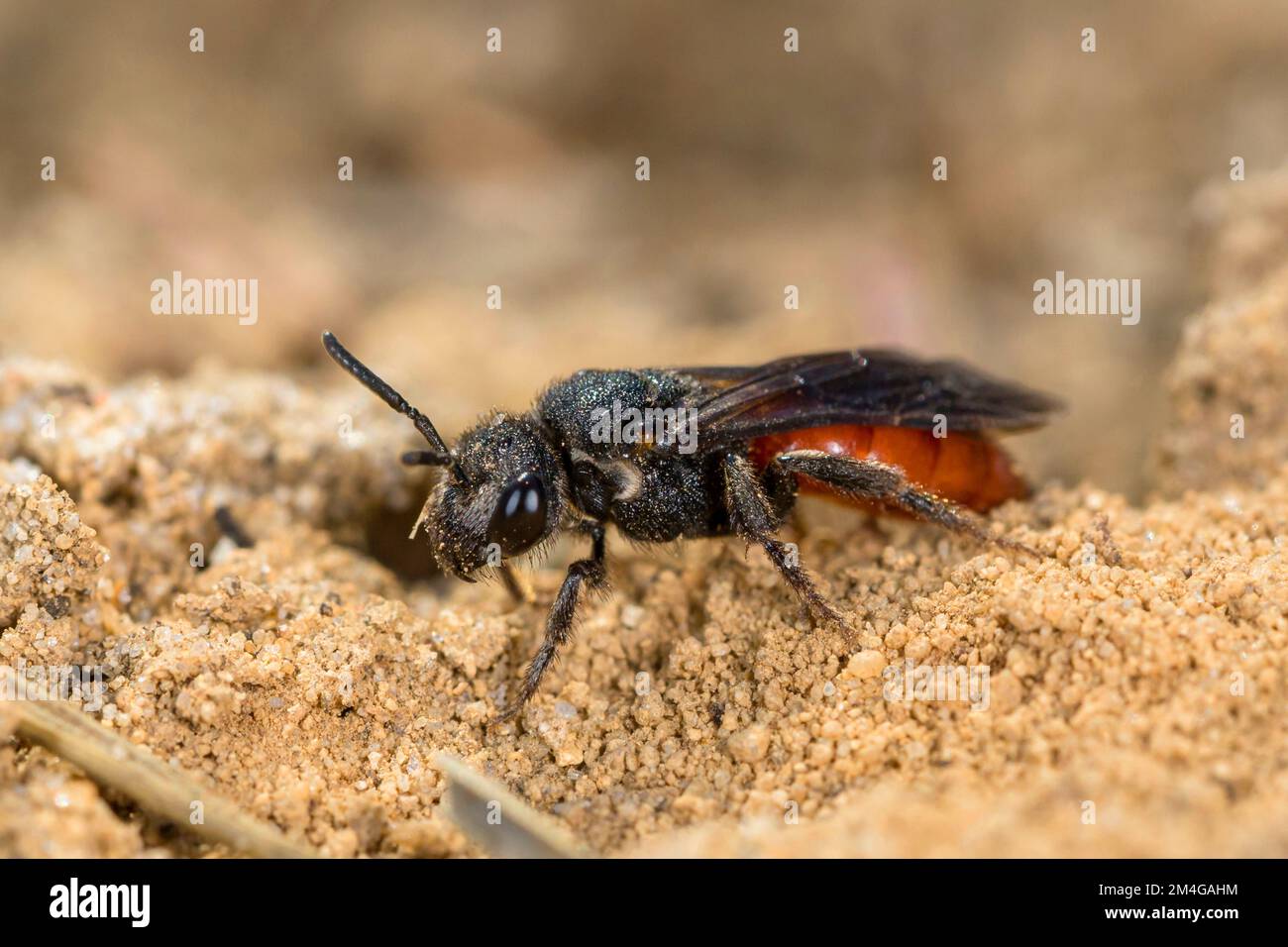 digger wasps, hunting wasps (Sphecidae, Sphegidae), lurking for prey ...