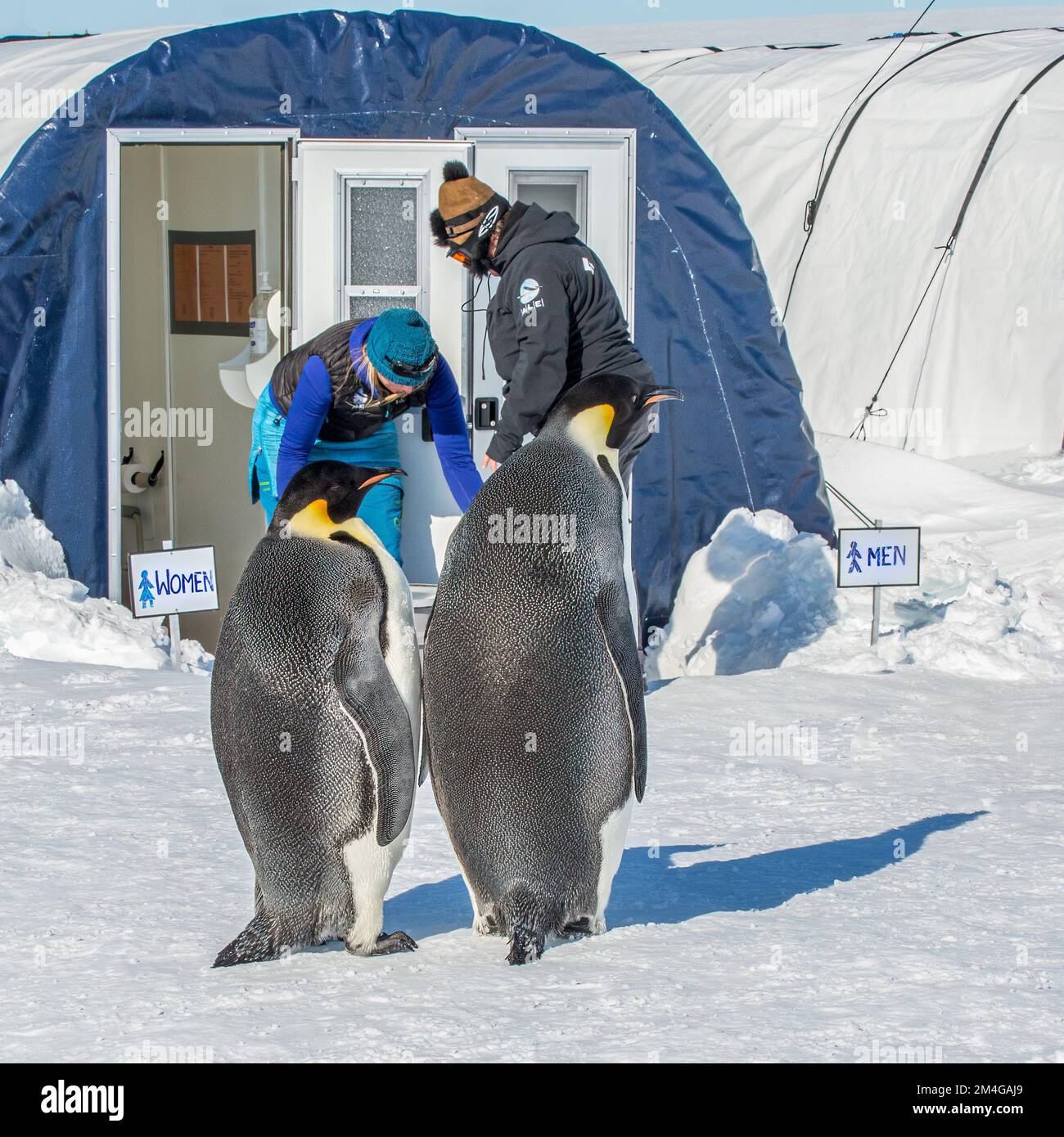Emperor Penguins having a Wee Wait while the toilet is cleaned Stock ...