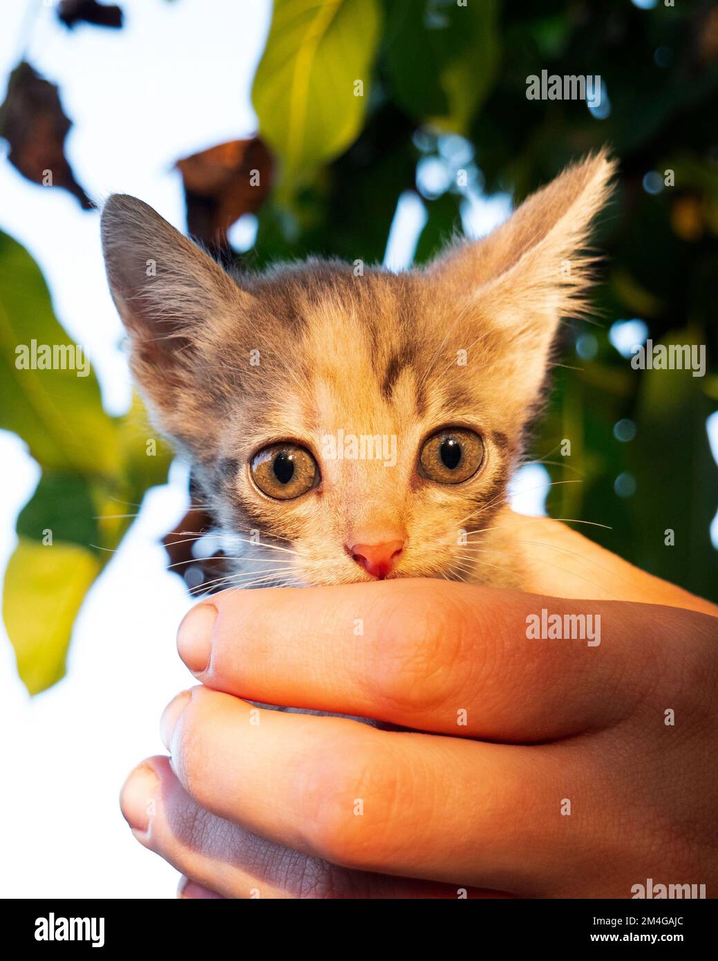 little kitten with beautiful big eyes in his hands Stock Photo - Alamy