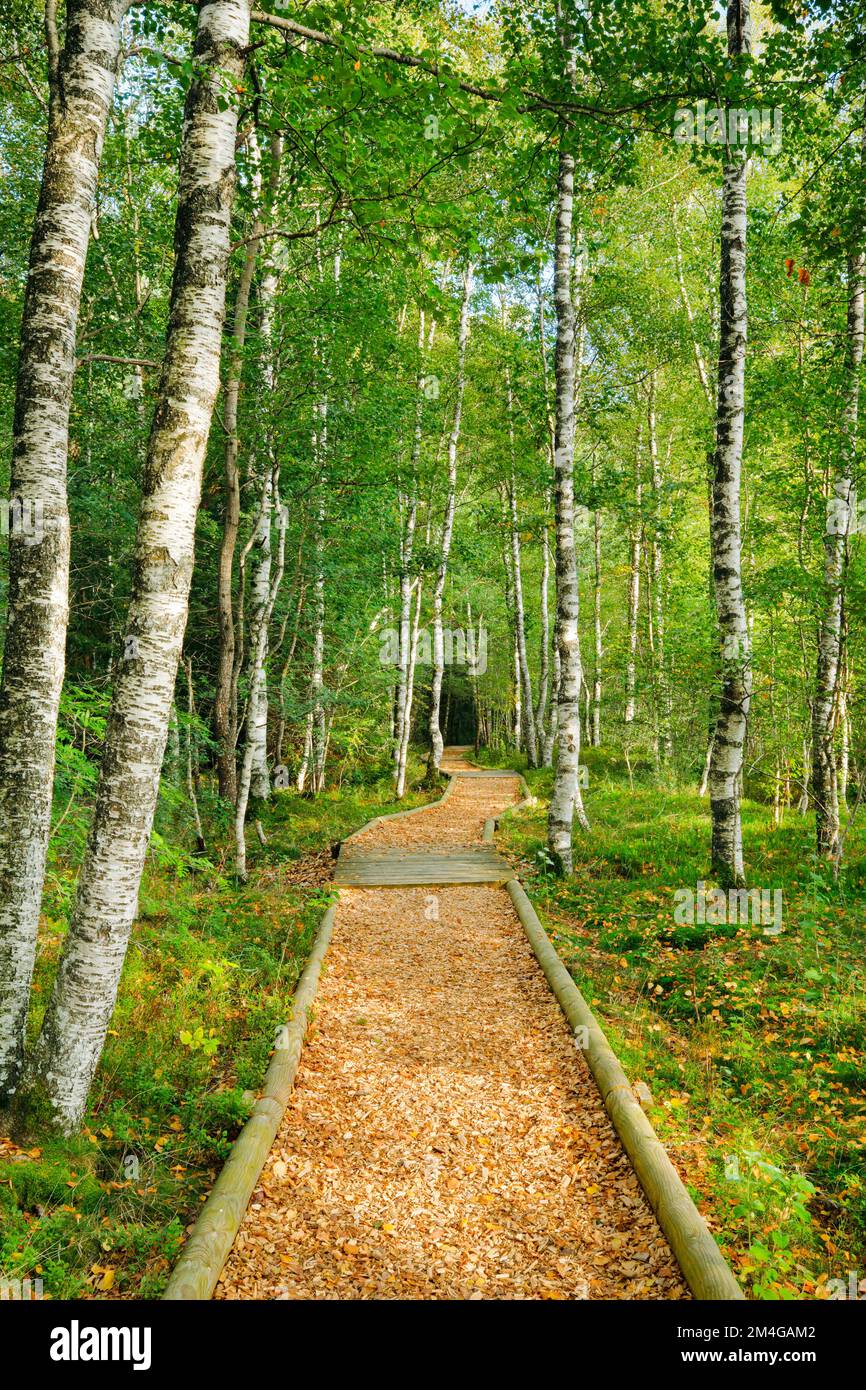 forest path in a birch forest of a highmoor near Les Ponts-de-Martel ...