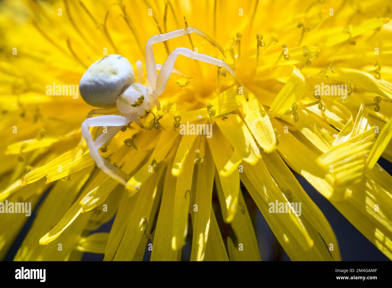 goldenrod crab spider (Misumena vatia), female lurking for prey on a ...